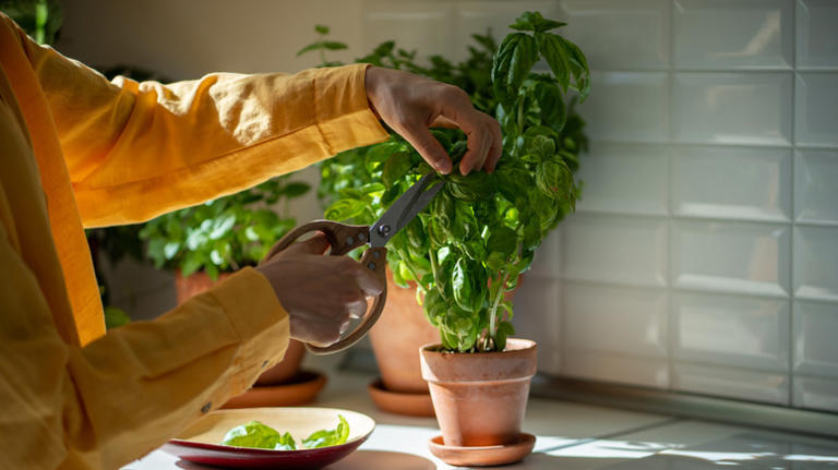 The Important Tricks To Keep Store-Bought Basil Plants Alive