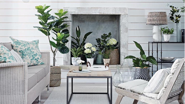 Ficus are named the cult-favorite houseplants of 2026 by industry experts