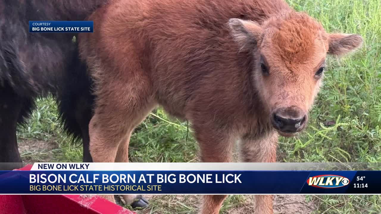 Kentucky's Big Bone Lick State Historic Site welcomes newest bison calf