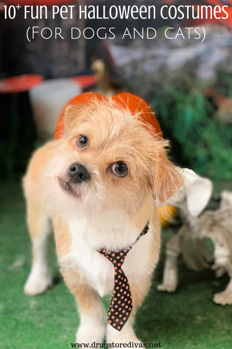 10+ fun pet Halloween costumes (for dogs and cats)