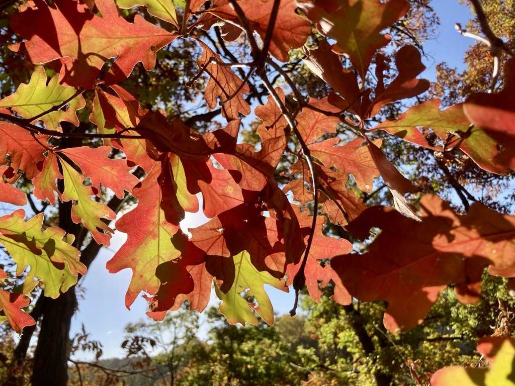 Iowa fall colors: How recent weather might influence this season's foliage