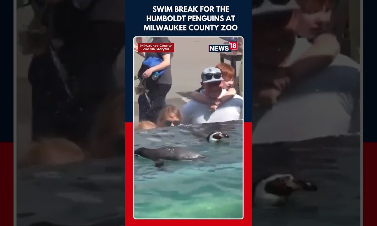 Cuteness Alert : Humboldt penguins are enjoying a swim break at ...