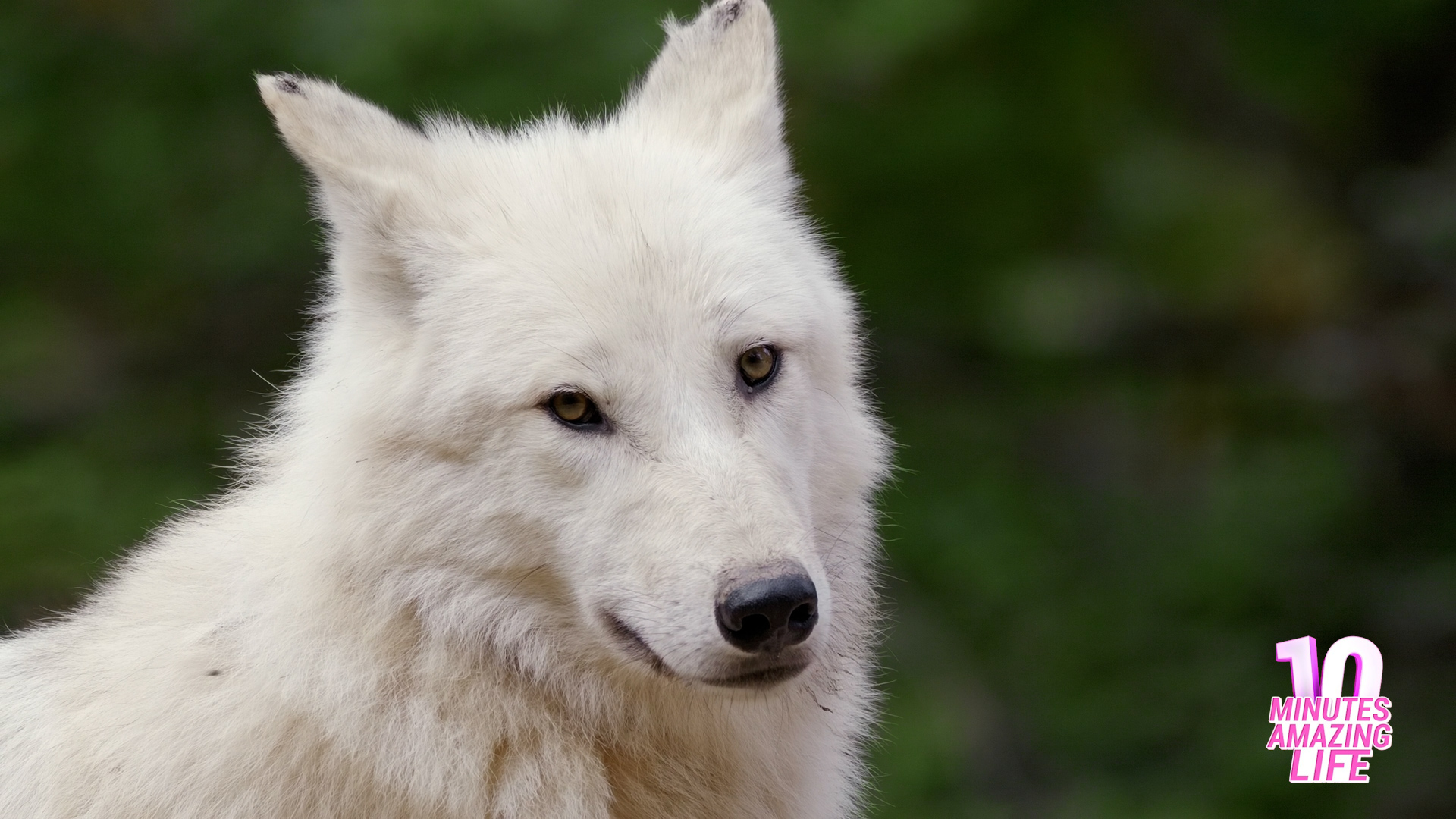 Poolwolf close up met witte vacht