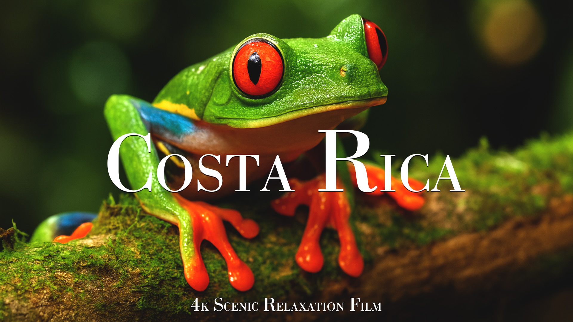 Gewoon Kijken: Dieren van Costa Rica in 4K