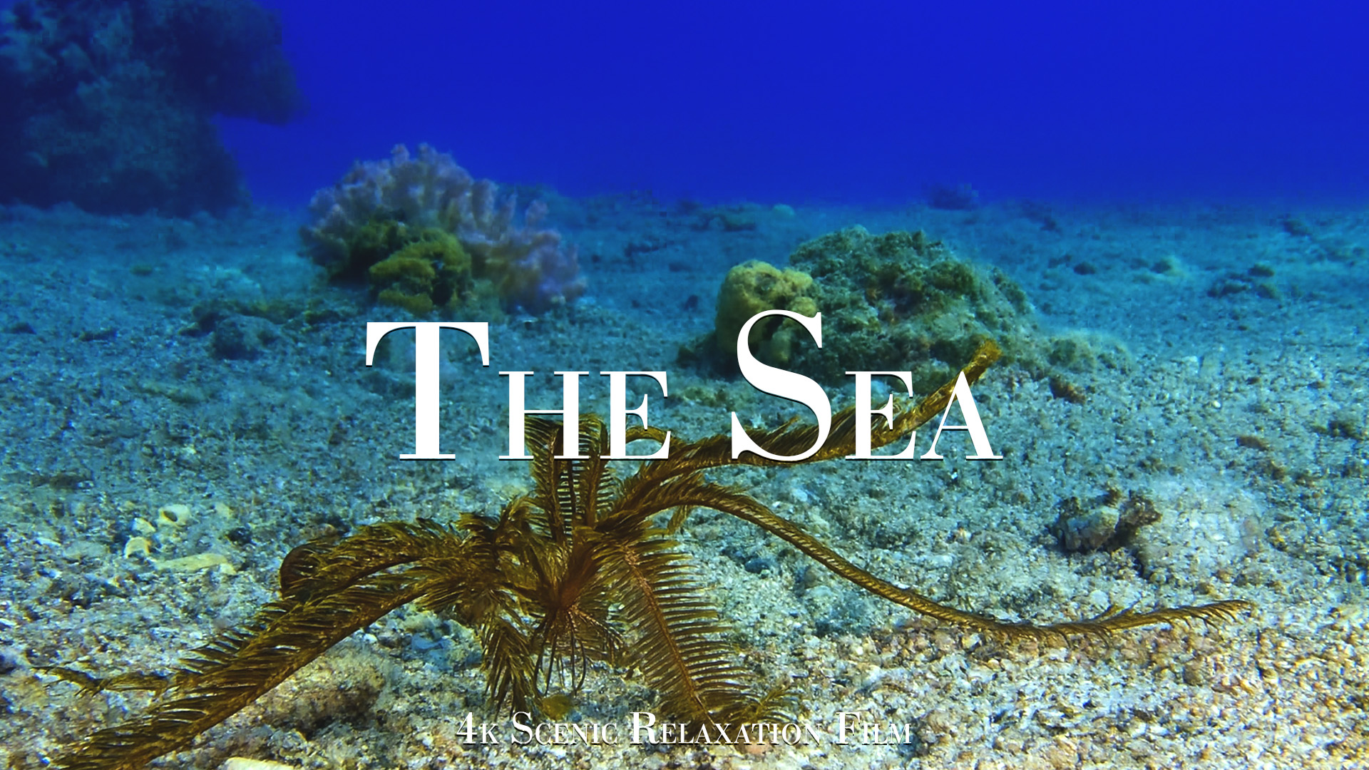 A tenger alatti világ 4K-ban – Így néz ki a természet a víz alatt