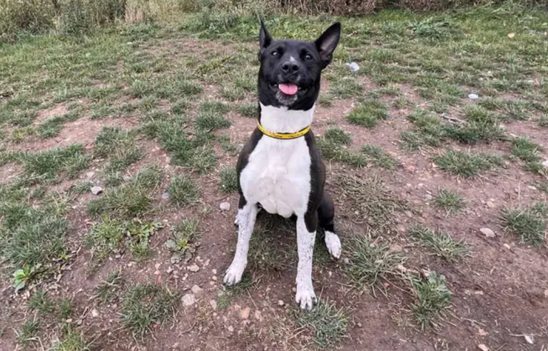 These 17 adorable Dogs Trust canines are looking for homes in the North ...