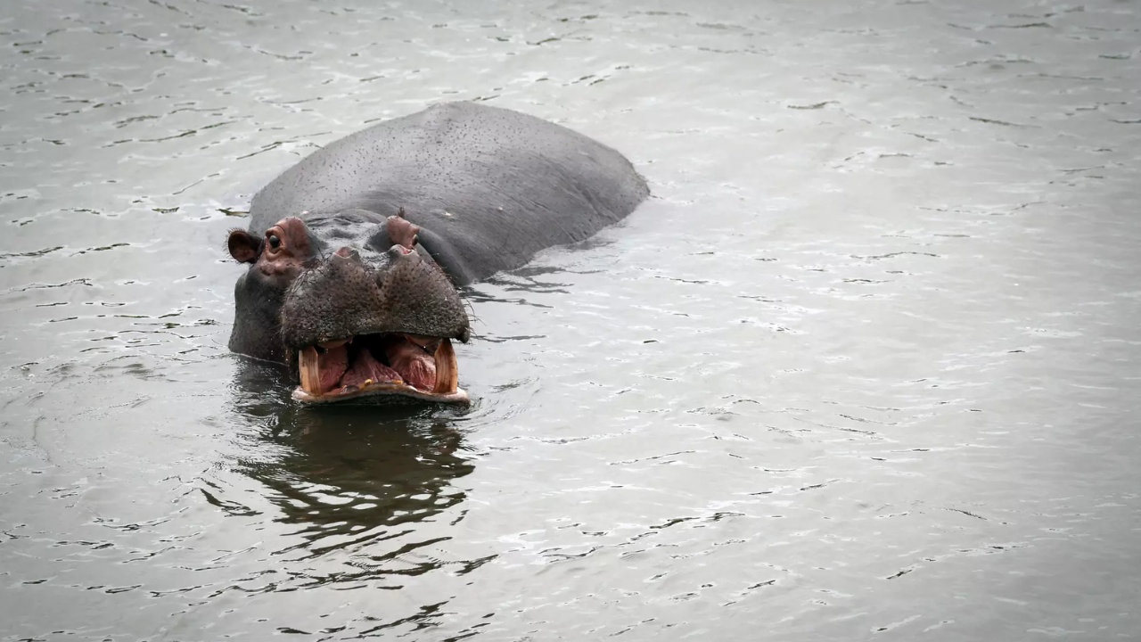 Hippo horror in Ivory Coast: Boat capsizes on Sassandra River, throwing ...