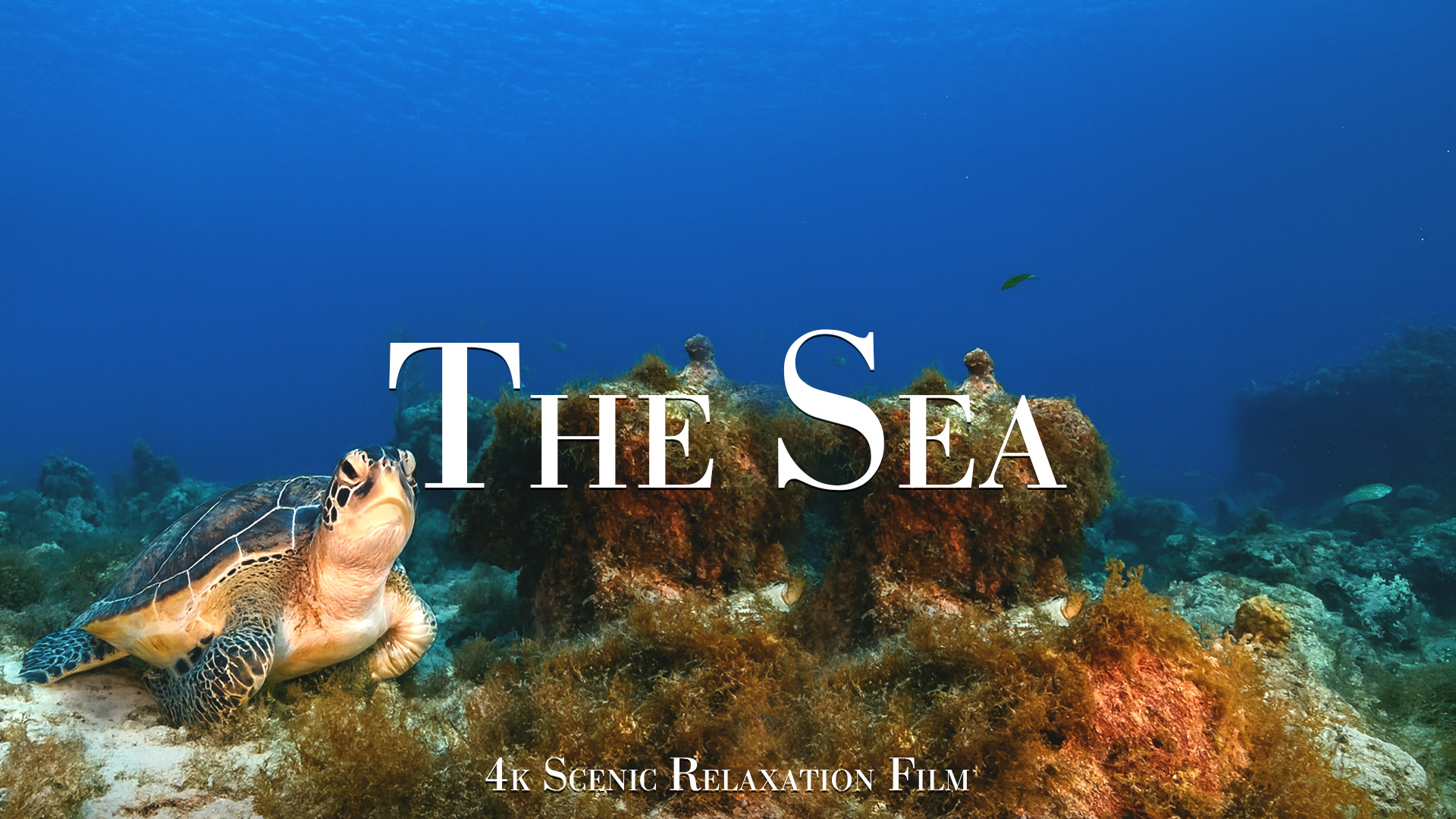 Exploring Under the Sea – Sea Turtles and Coral Reefs in 4K