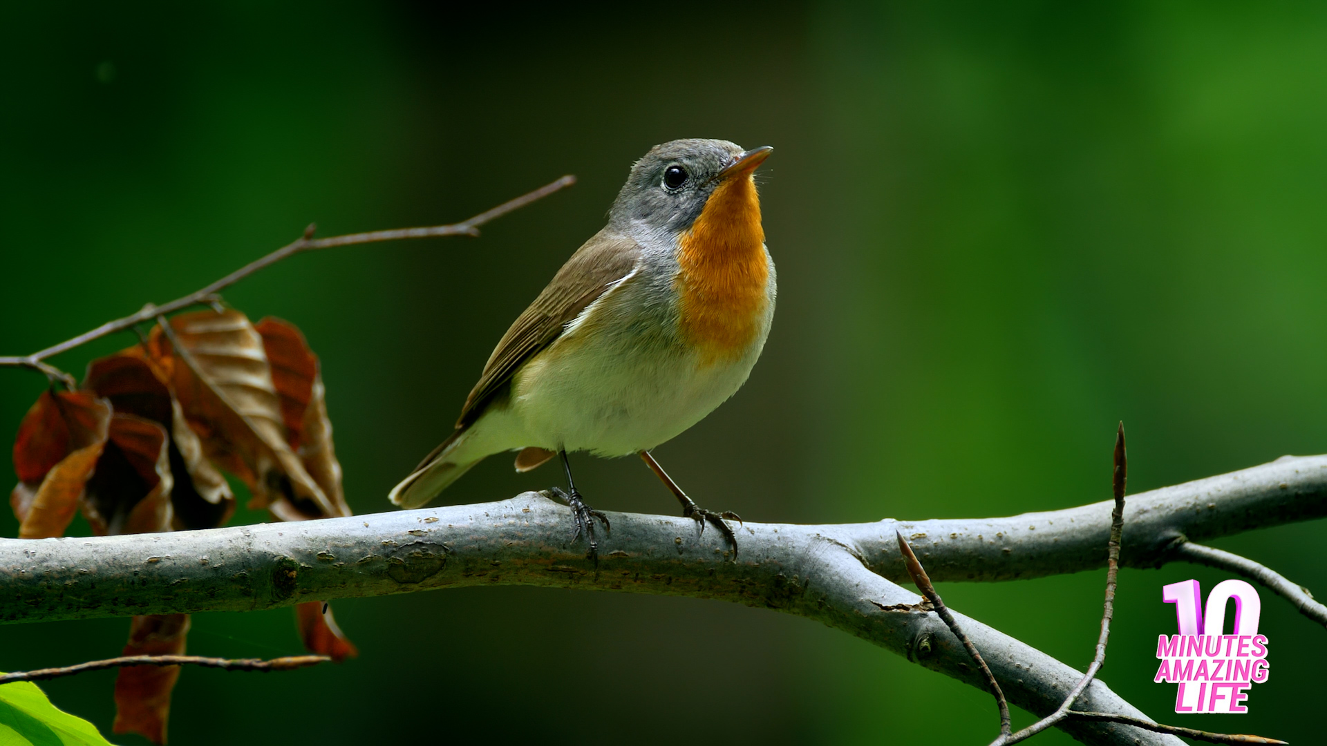 Red breasted flycatcher on a tree branch