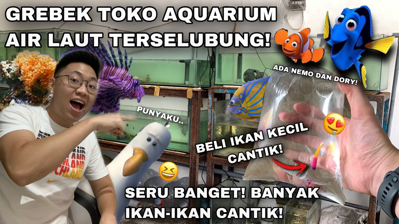 Grebek Toko Ikan Hias Air Laut Tersembunyi: Seru Banget Beli Ikan Cantik!