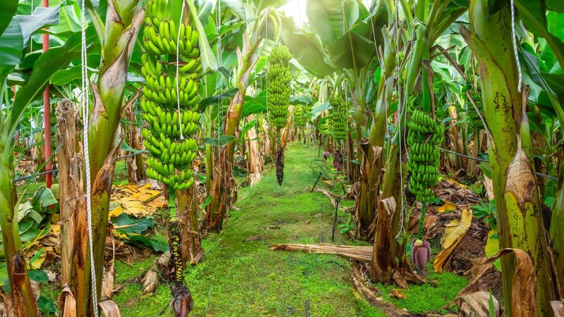 10 Banana Myths That You Probably Still Believe