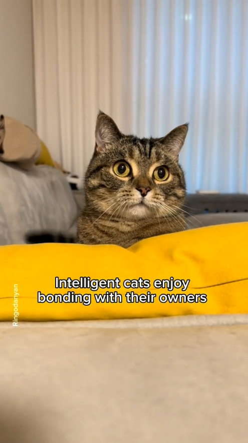 Decoding the Mind of a Genius Cat