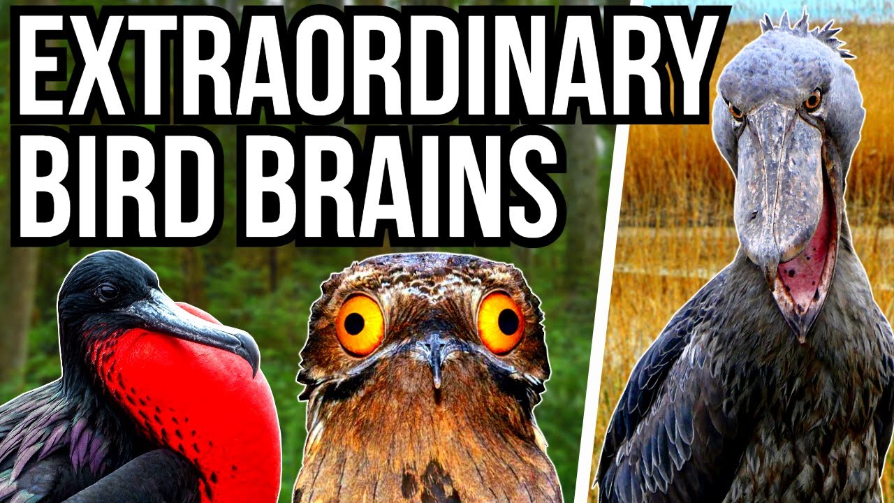 The World’s Most Stunning and Unusual Birds