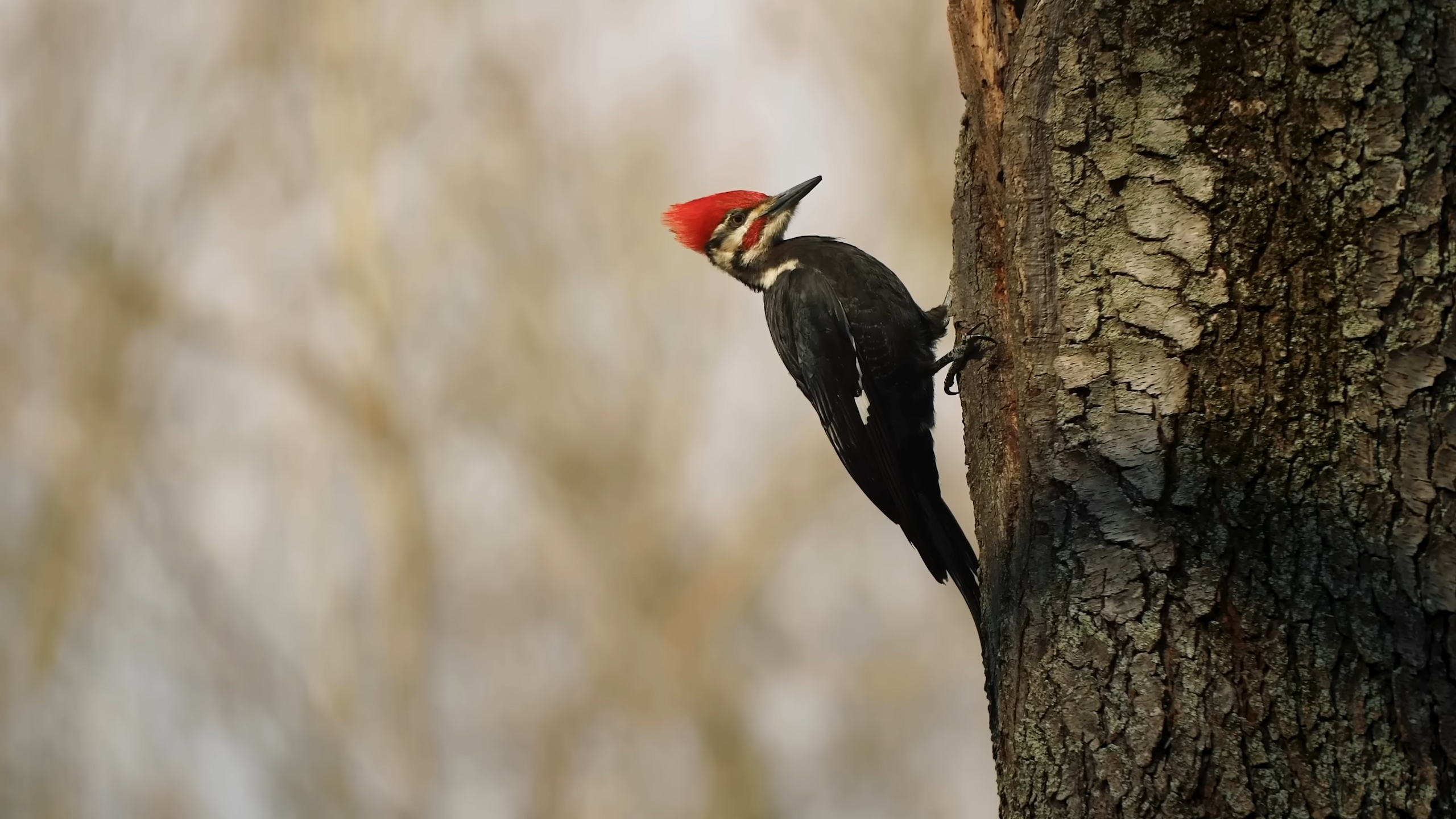 The Lost Creatures of North America