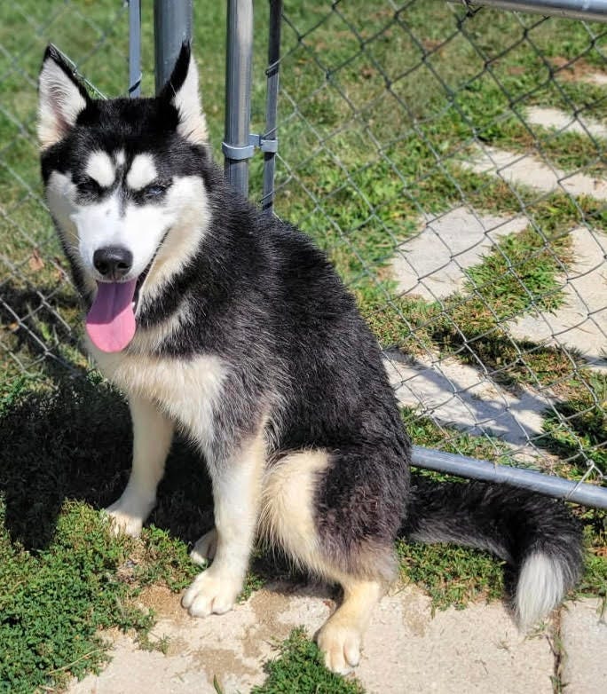 Ask the Shelter: Does my dog's shaky leg mean he has Parkinson's?