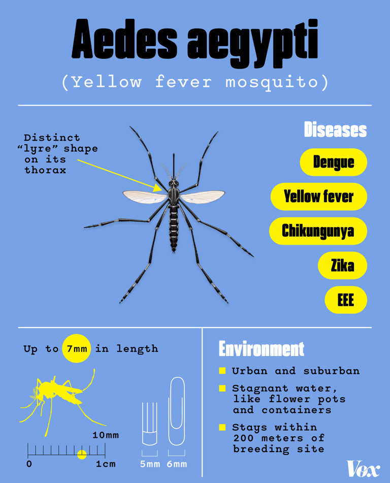 Your guide to identifying the 7 most dangerous mosquitoes in the US
