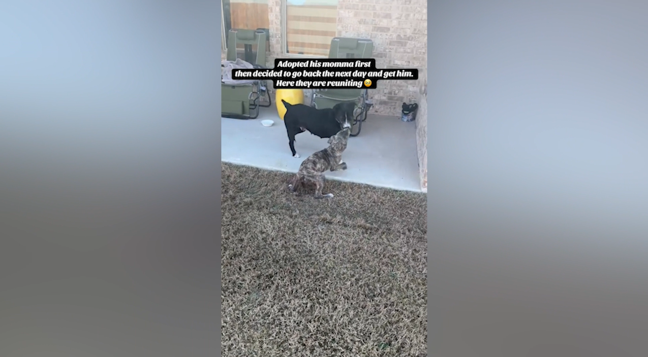 Woman Adopts Dog, Then Goes Back For Her Puppy