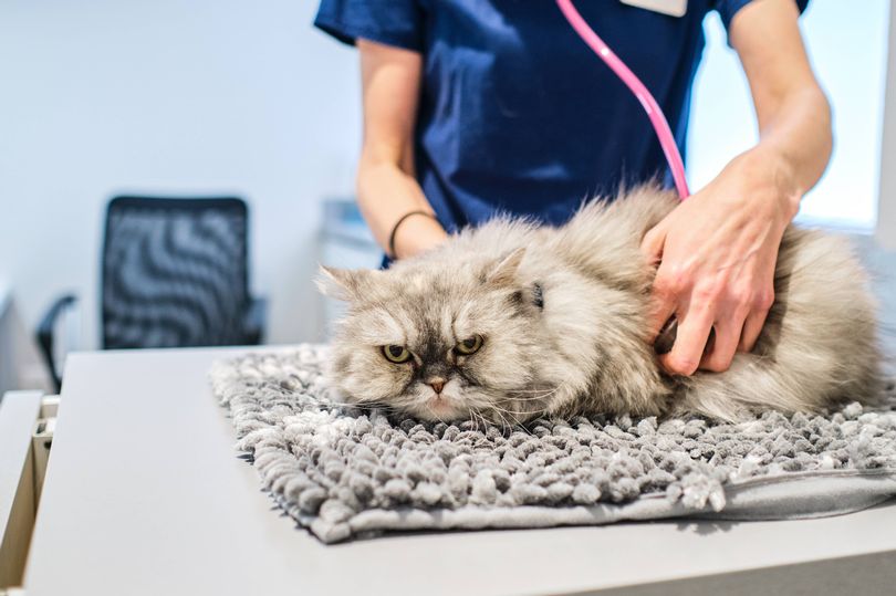 'I'm a vet nurse and you must follow one protocol if your cat suddenly ...