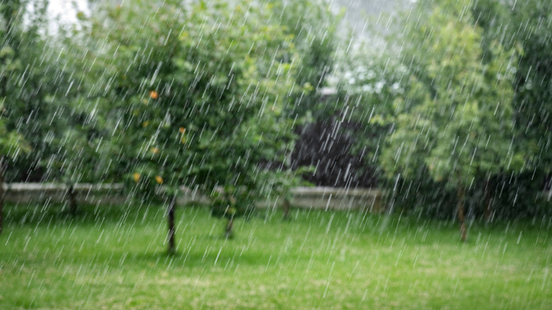What Happens If You Leave Your Lawn Mower In The Rain?