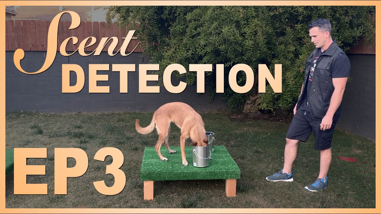 Step 3: Teaching Dogs the Science of Scent Detection