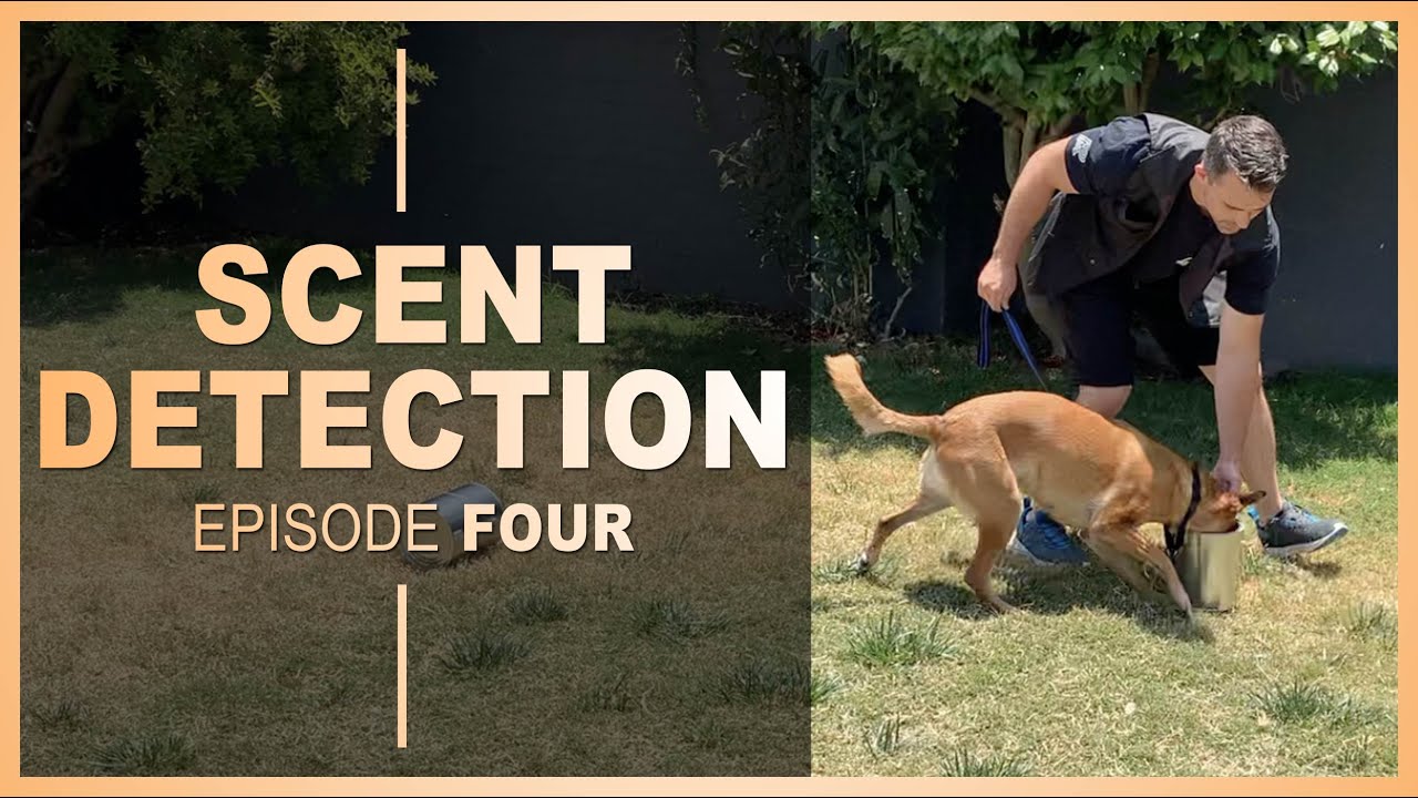 Building a Scent Detection Dog: Step 4 of Training