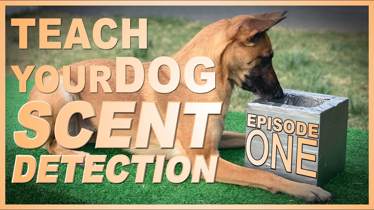 Dog Training Series: First Steps in Scent Detection