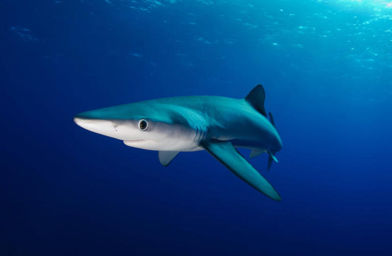 Are There Sharks in the North Sea and the Baltic Sea?