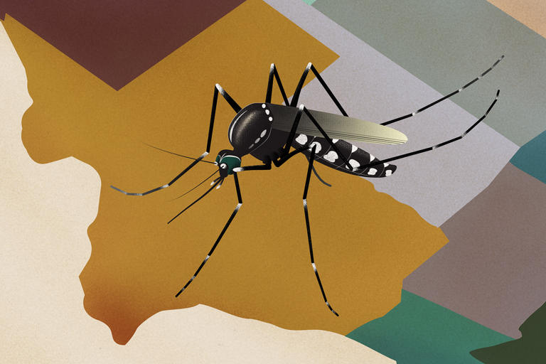 Mosquitos at the US southern border reveal a frightening reality about ...