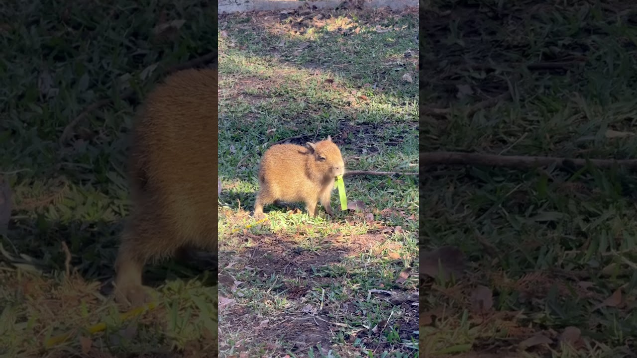 Watch a cute capybara eat a crunchy delicious snack