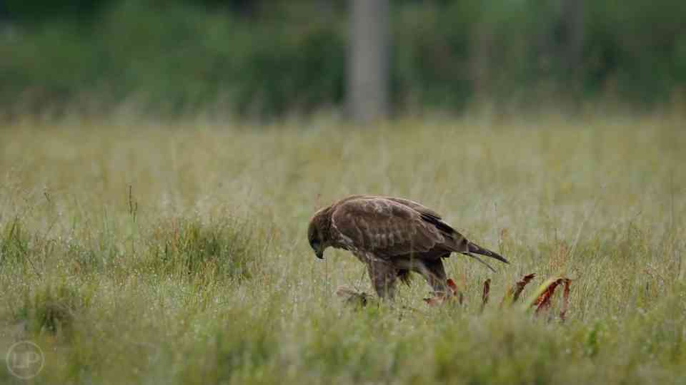 Wild Predators in Nature Devouring Their Prey