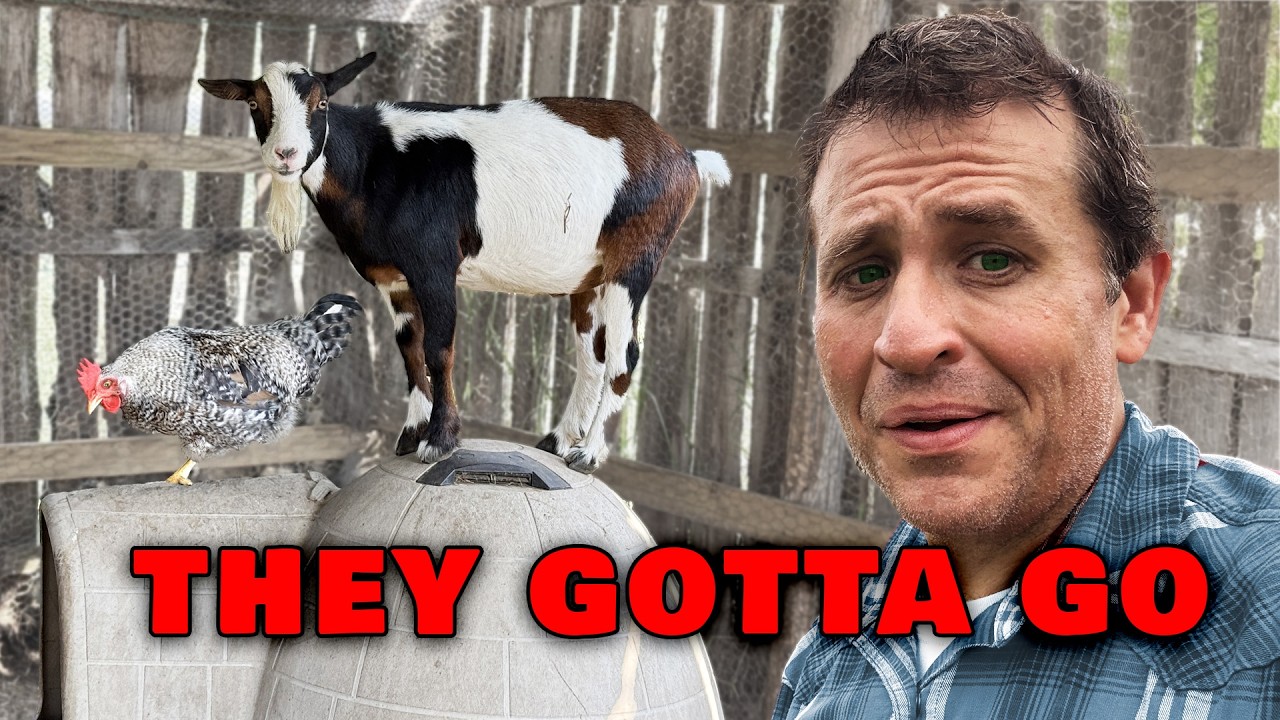 Why I am selling my chickens while my goats stay in jail