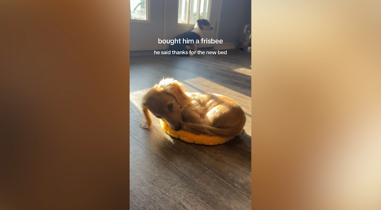 Puppy Gets Frisbee, No One Prepared For What He Does With It