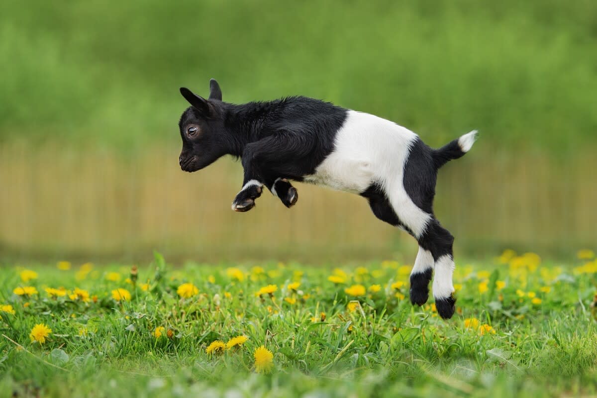Precious Baby Goat’s Happy Little Hops Are the Sweetest Celebration of ...