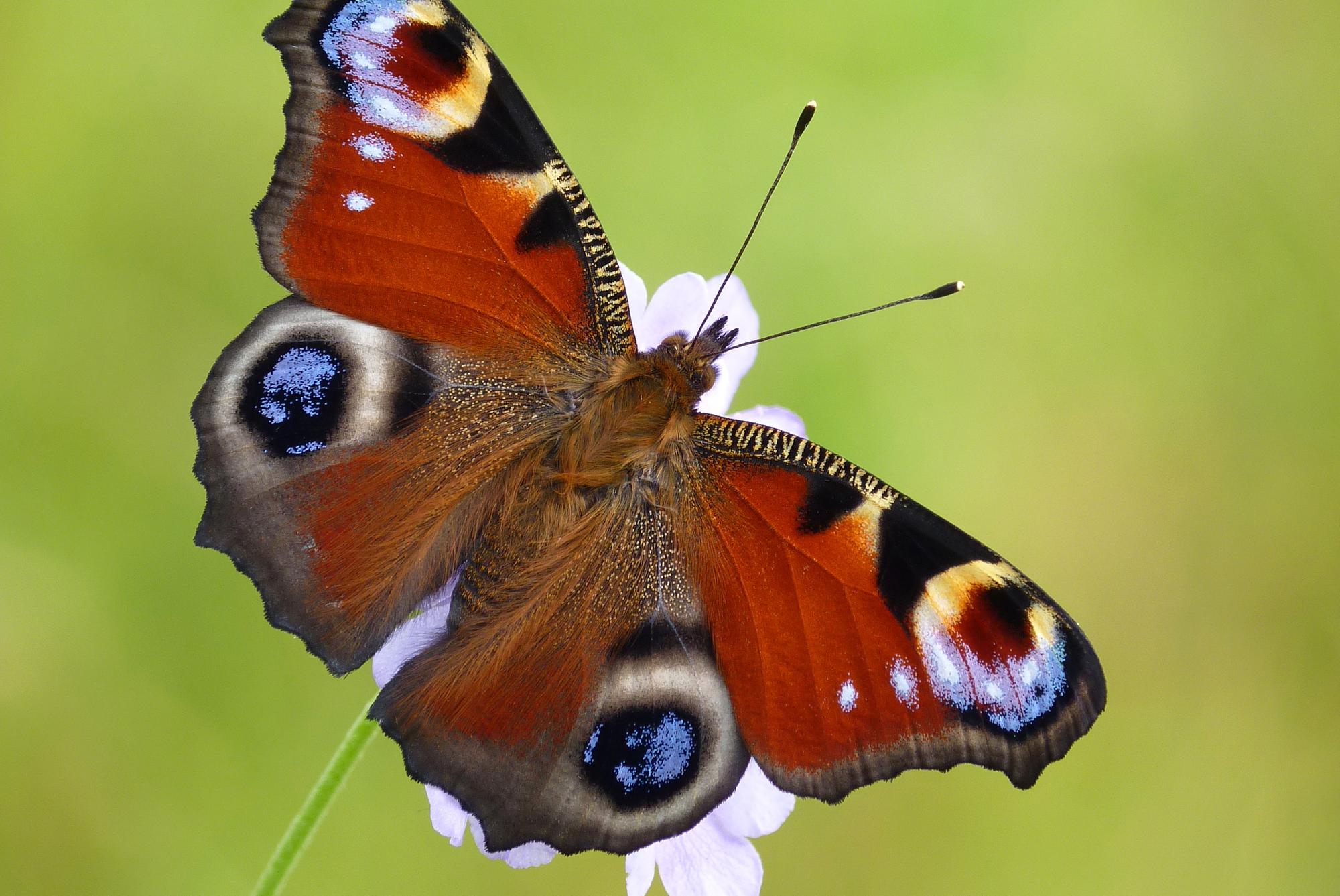 Butterfly Conservation’s Big Butterfly Count reveals worrying results ...