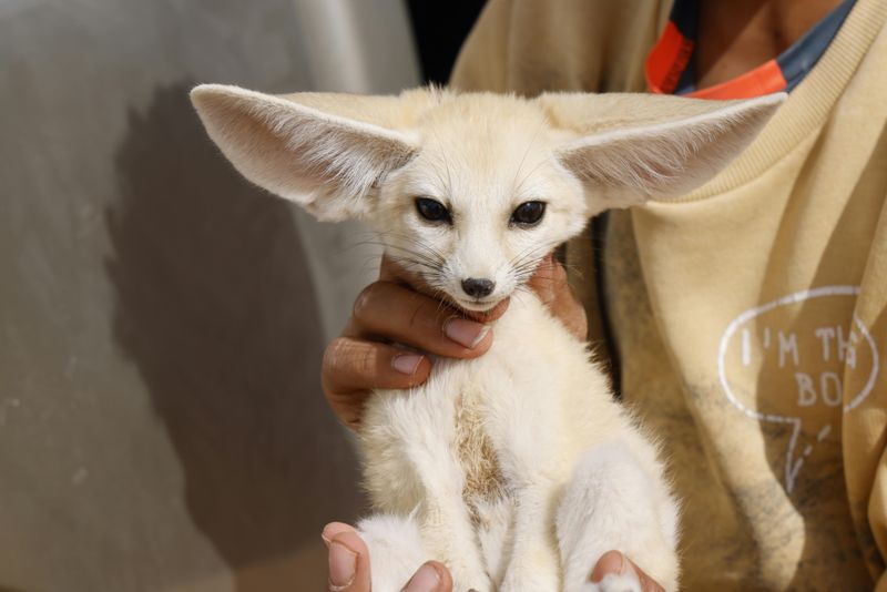 11 Obscure Animals Some People Have As Pets
