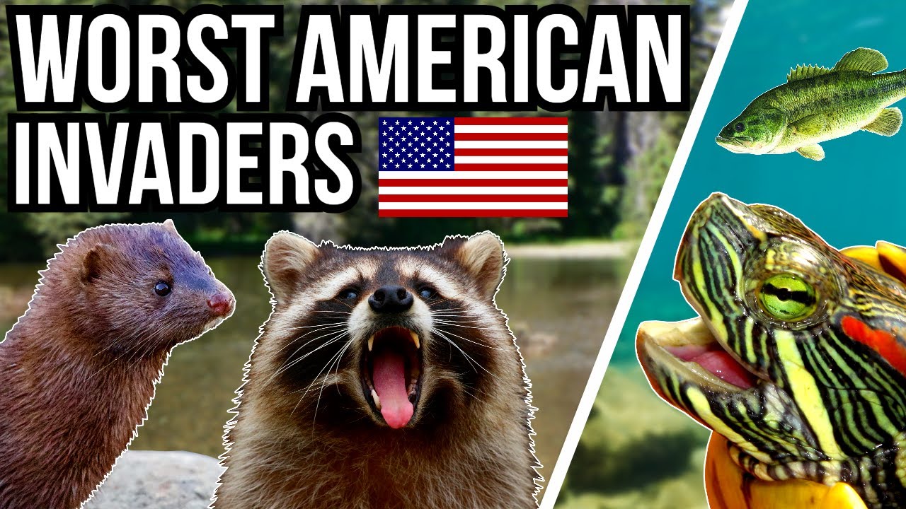 America’s Most Destructive Invaders You Need to Know