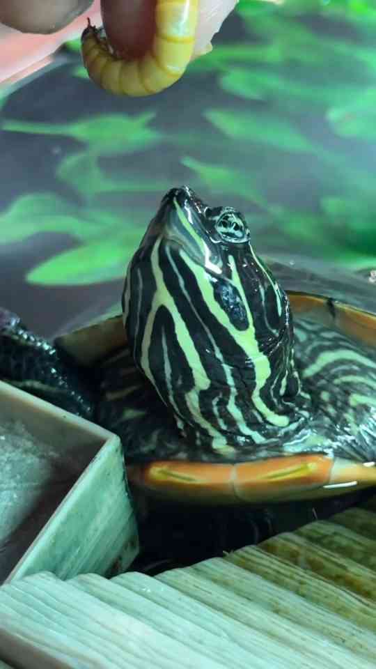 Squirtle Fails at Worm Hunting – But Tries So Hard!