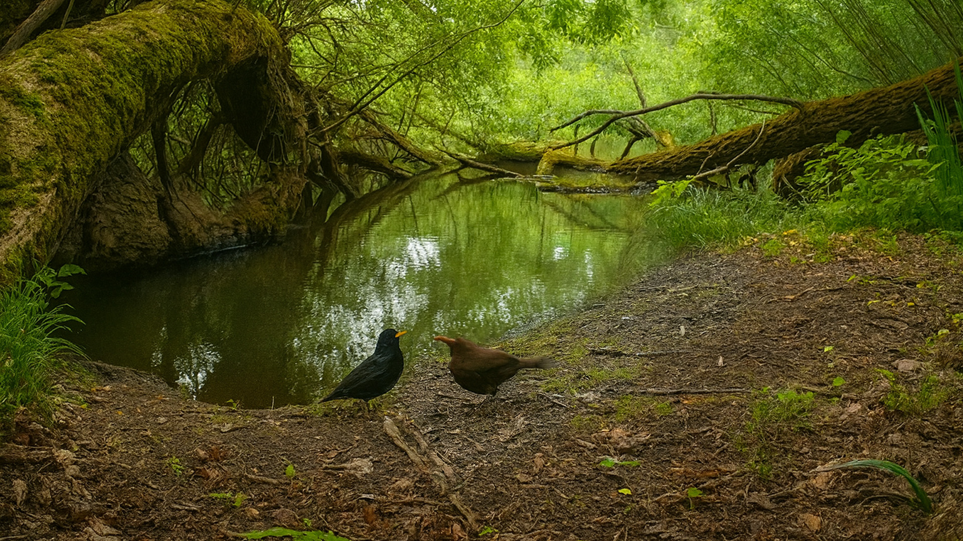 Cámara Oculta en el Río Captó Varios Momentos Interesantes