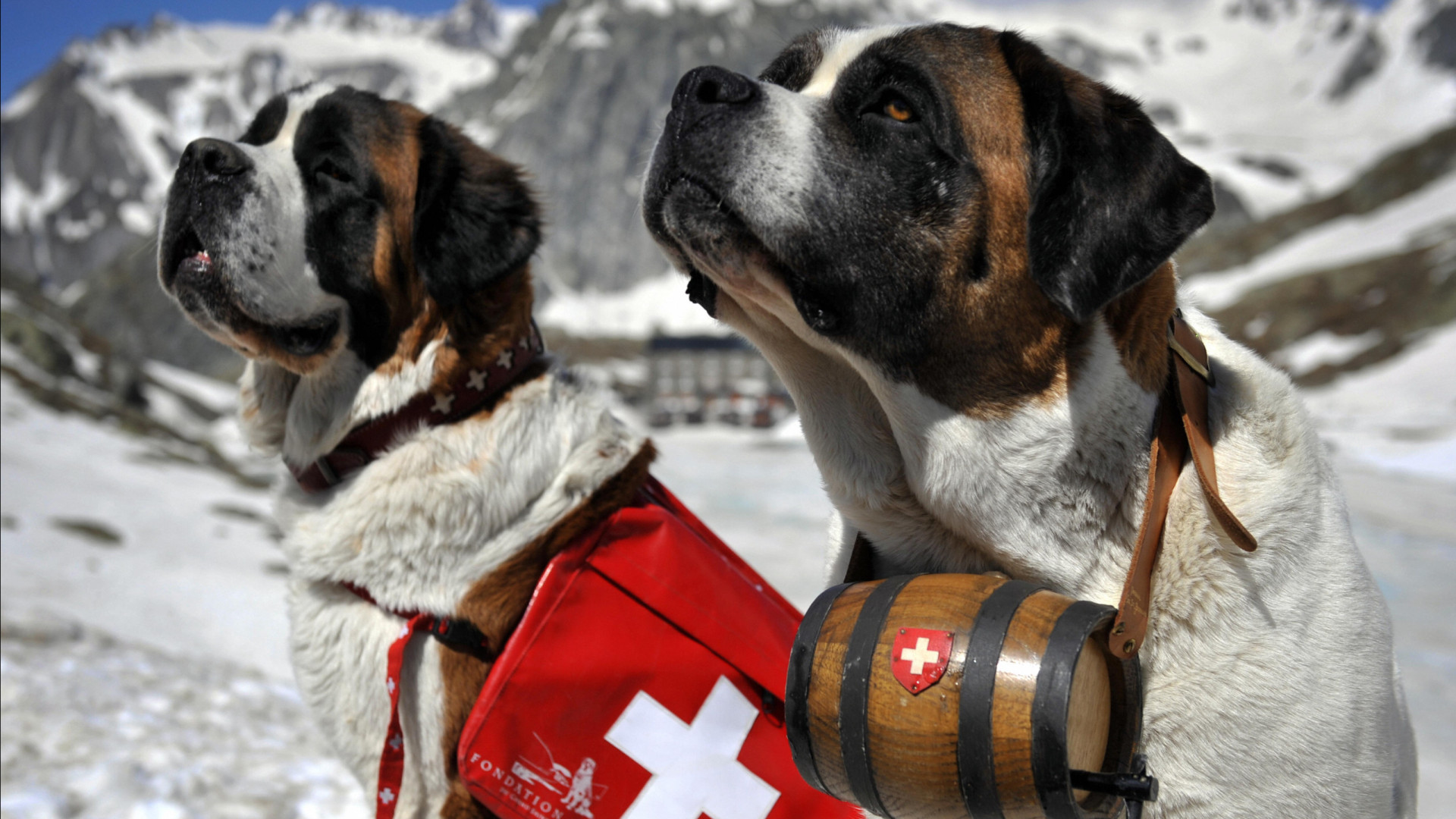 Bernhardiner: Vom Helden der Alpen zu sanften Riesen in Familien