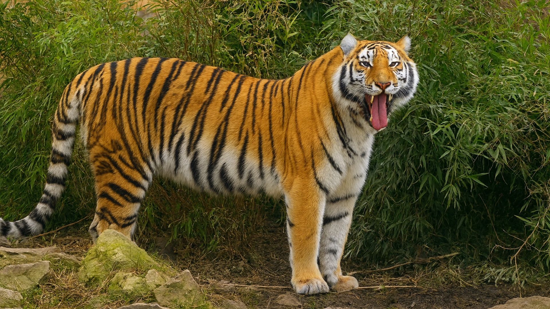 Flehmen Response of the Siberian Tiger