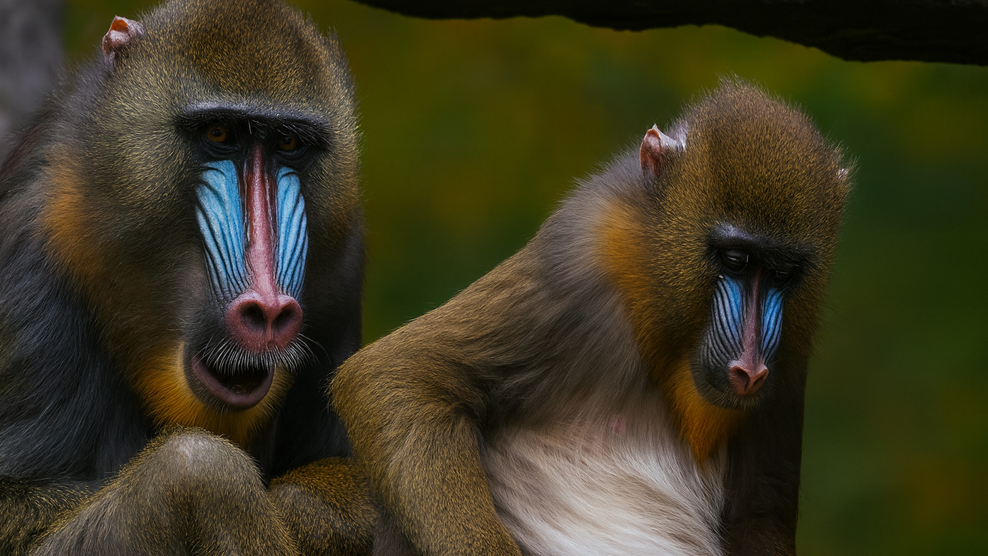 Momente eines Mandrills in der Natur