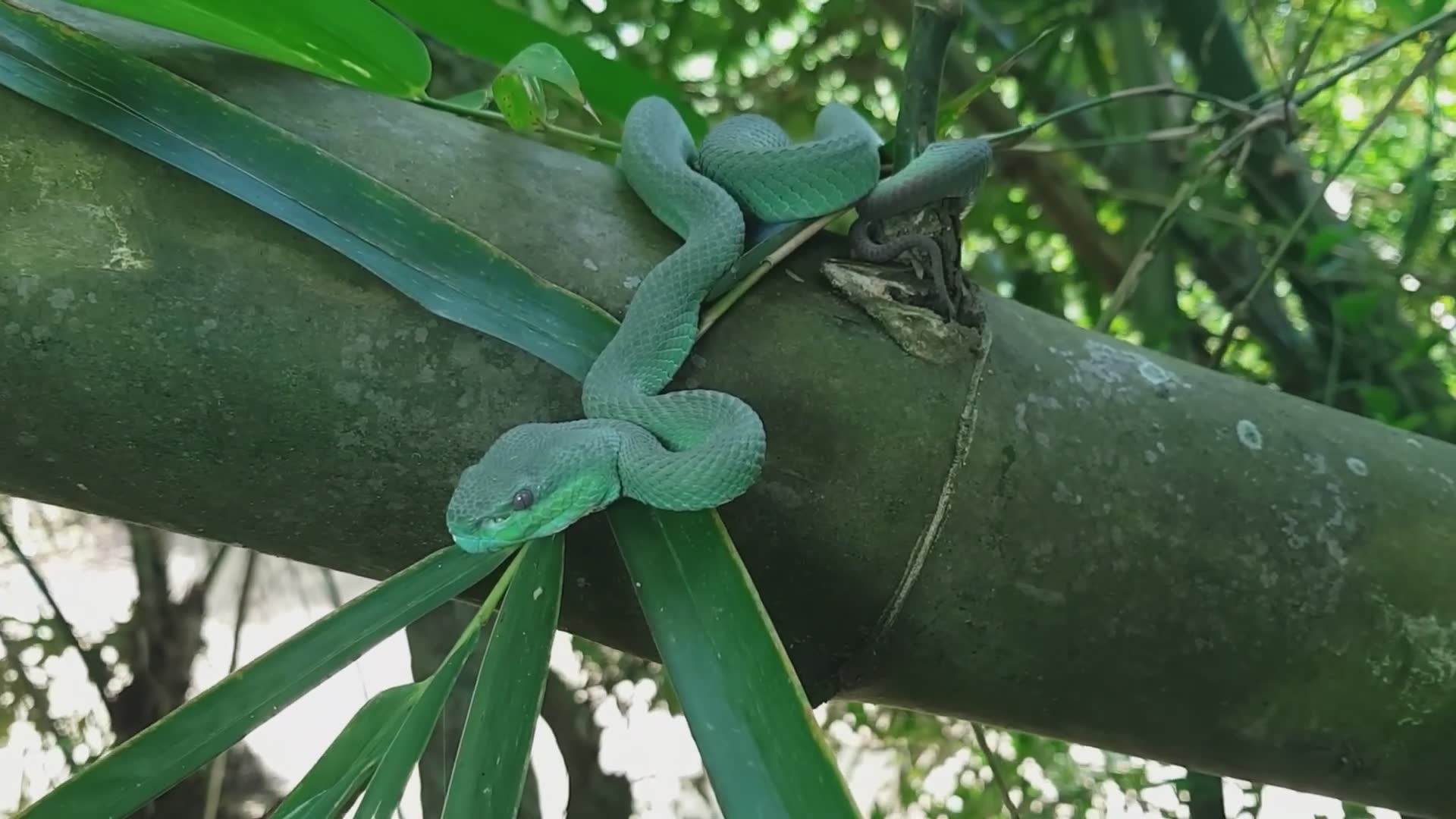 Snake discovery | Awesome turquoise pit viper herping in Asia with snakes