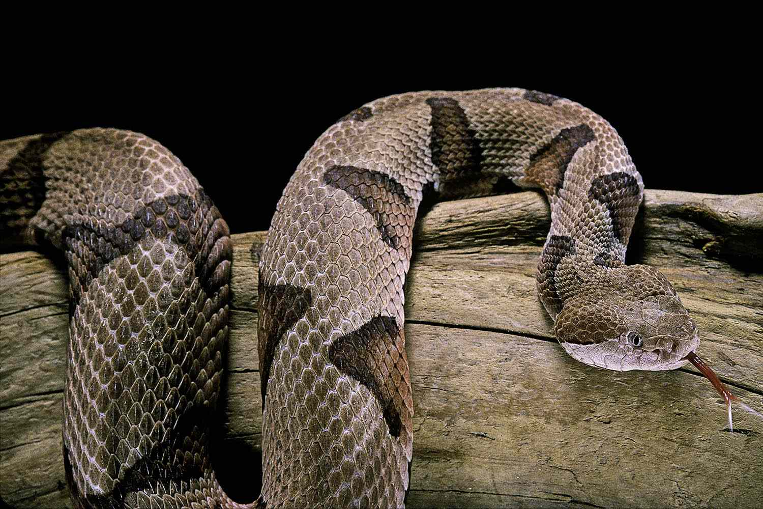 4-Year-Old Boy Bitten by Venomous Snake Is Rushed to Hospital by Family ...