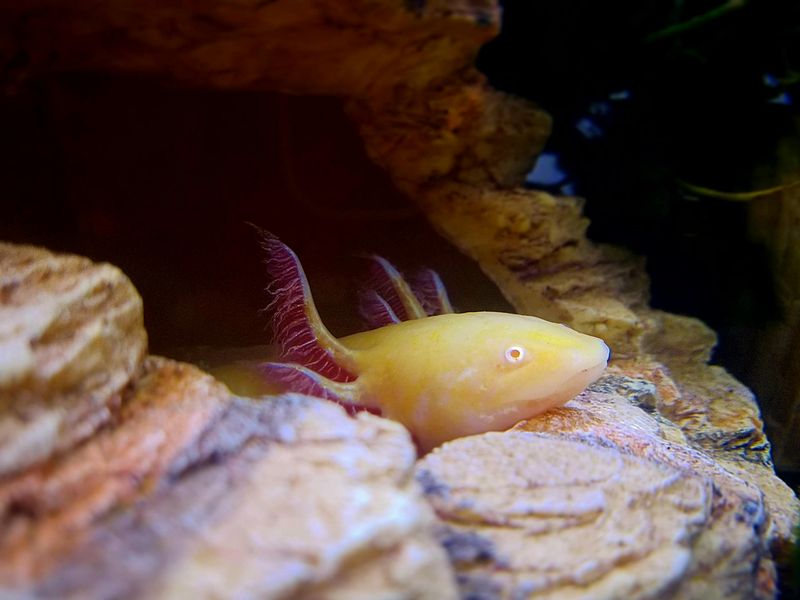 11 Obscure Animals Some People Have As Pets
