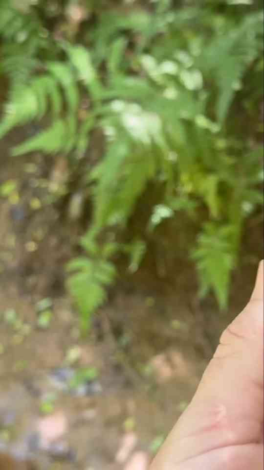 Mysterious creek treasure hunt - vintage bottles reveal history!