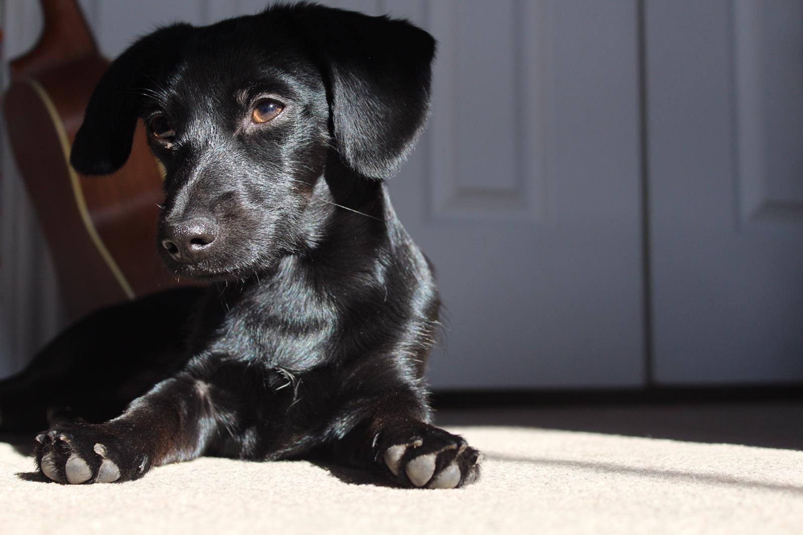 Reasons to be Cheerful: farewells, friendship and fur babies by Vicky ...