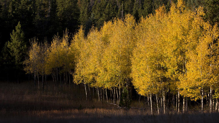 Where to see fall colors near Boulder County