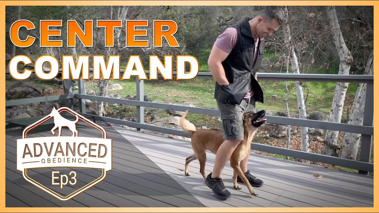 From Tricks to Training: Teach Your Dog the Center Command