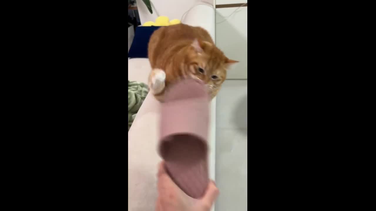 Cat playfully slaps slipper in Chongqing, China