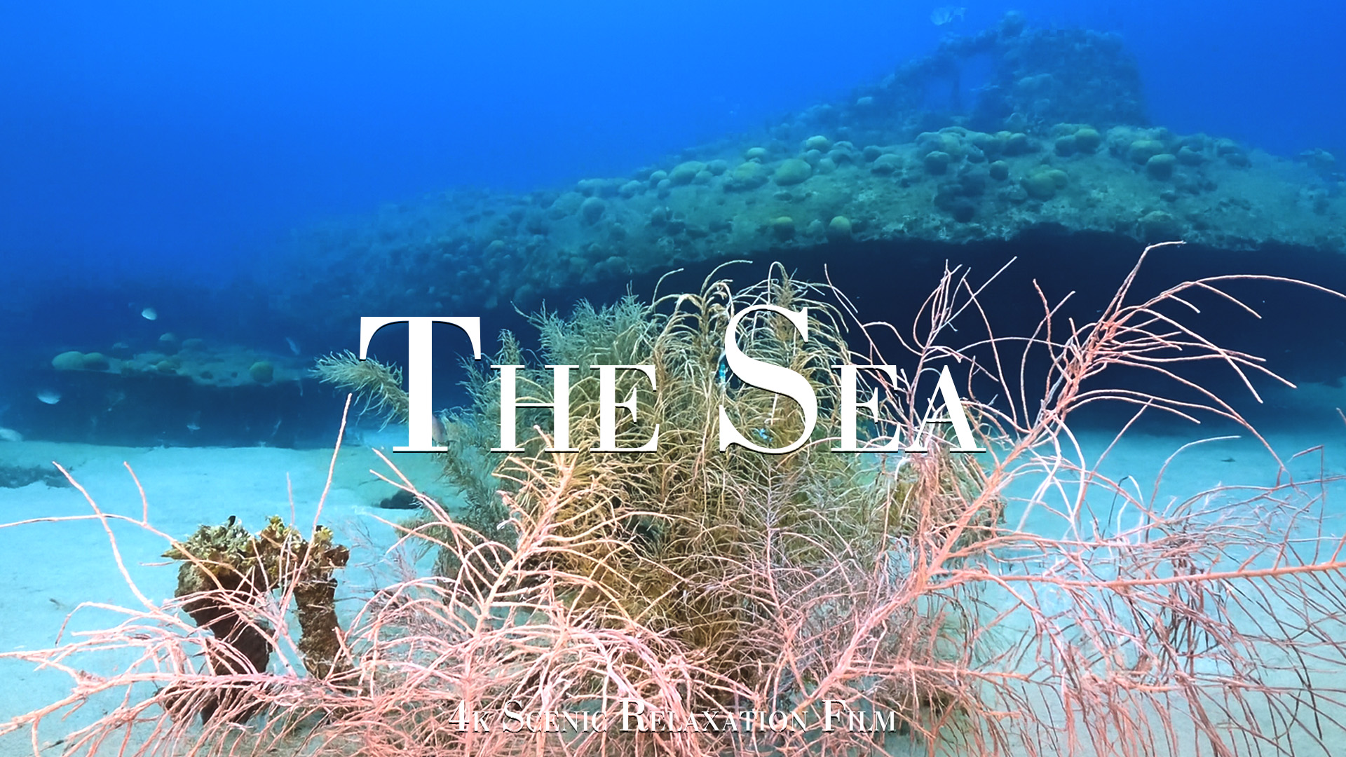 Life Under the Sea – Shipwreck Creatures and Schools of Fish in 4K